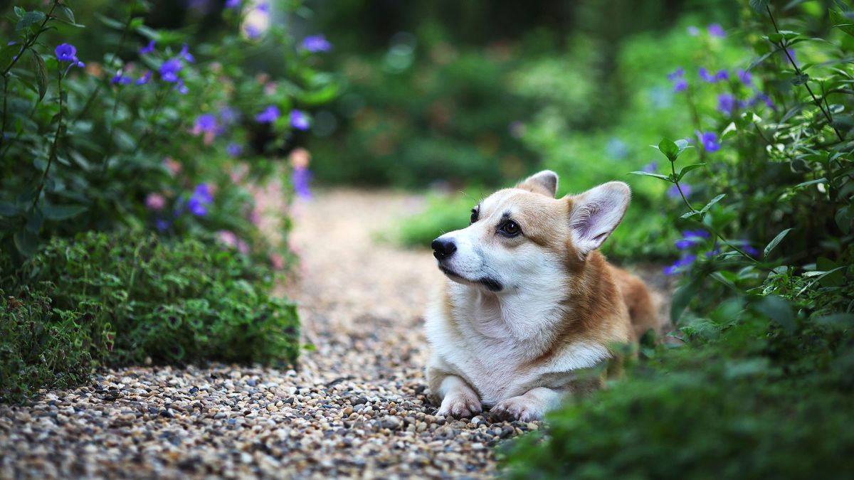 Online Forms | Adobe Animal Hospital